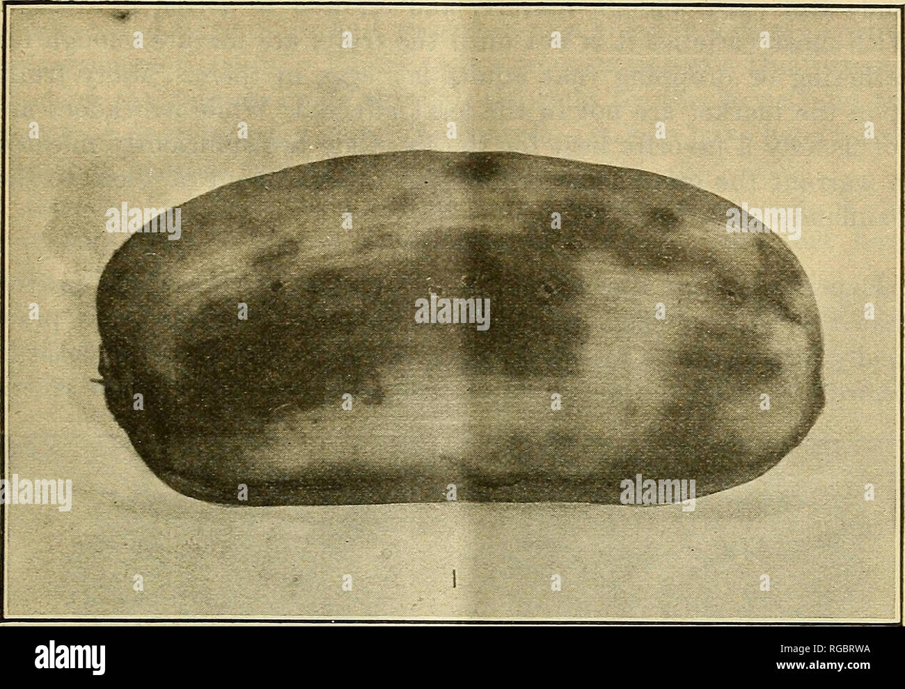 Fruit fly maggots hi-res stock photography and images - Alamy