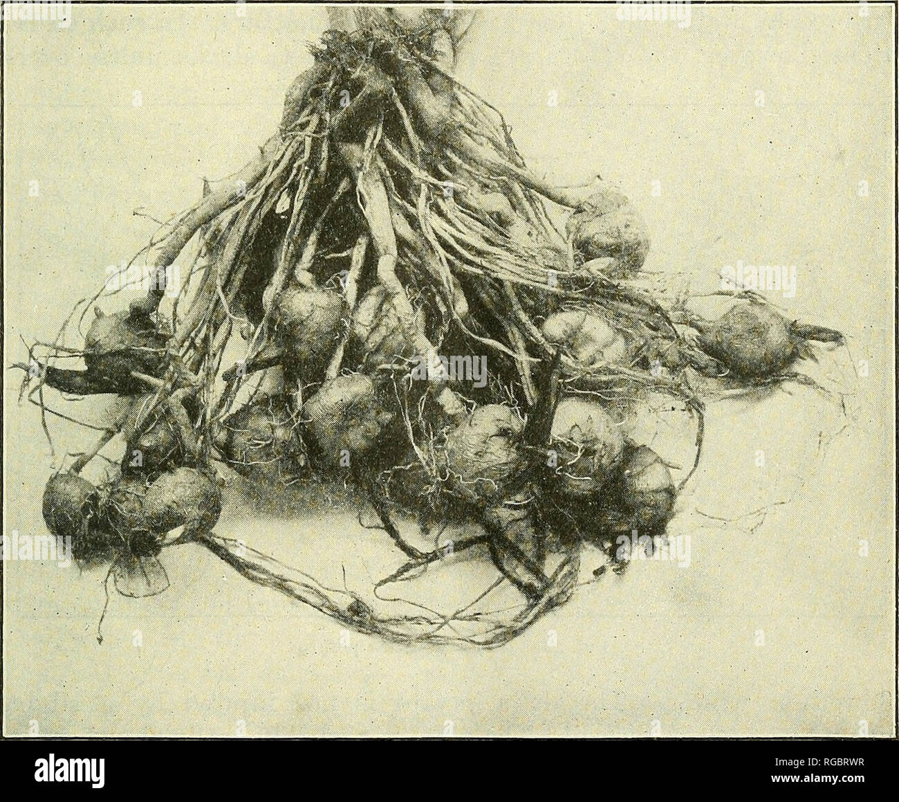 Emptied potato hi-res stock photography and images - Alamy