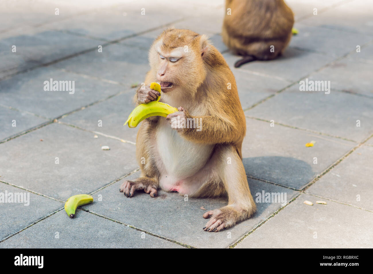 Monkey hill phuket thailand hi-res stock photography and images - Alamy