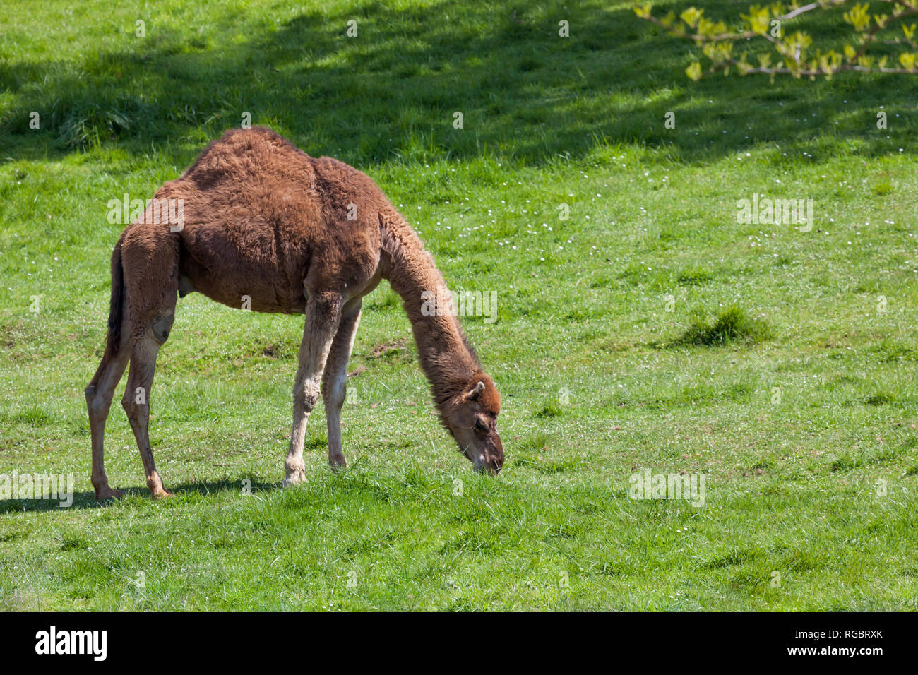 A camel with one hump grazing on spring grass in the sunshine Stock ...