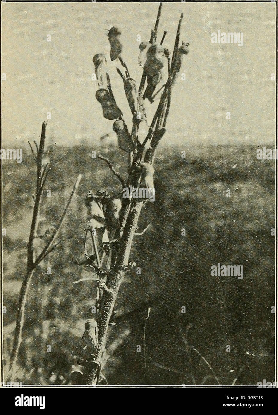 . Bulletin of the U.S. Department of Agriculture. Agriculture ...