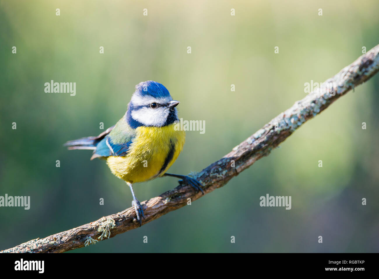 Cyanistes caeruleus or Herrerillo Comun on a branch Stock Photo - Alamy