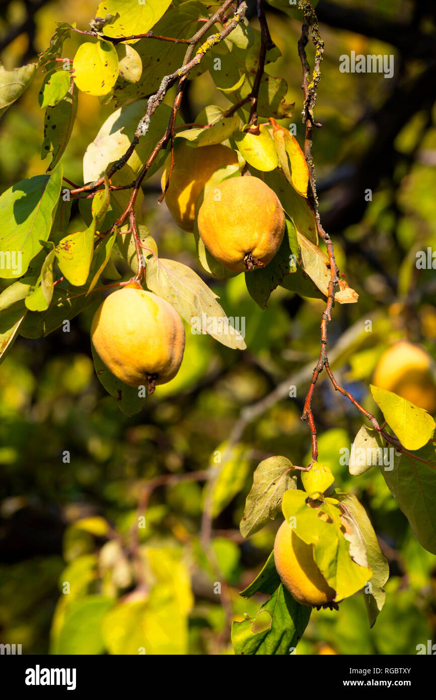 Quinces on the tree hi-res stock photography and images - Alamy