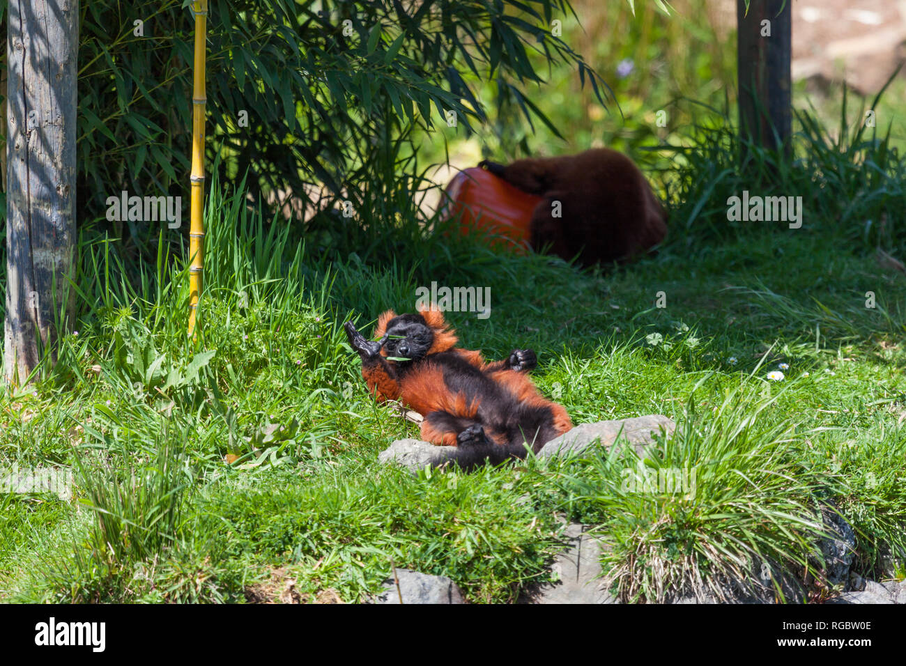 A Red Ruffed Lemur sunbathing in the spring sunshine while another ...