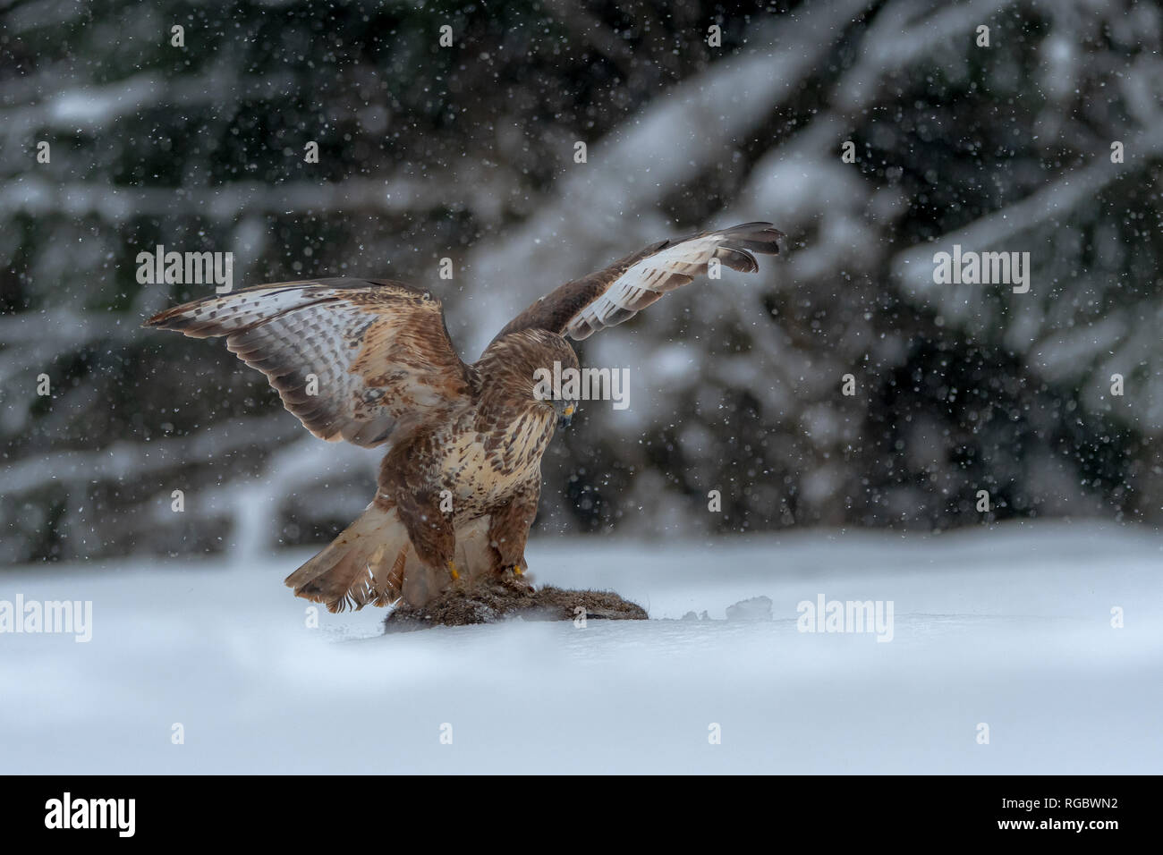 Buzzard feather hi-res stock photography and images - Alamy