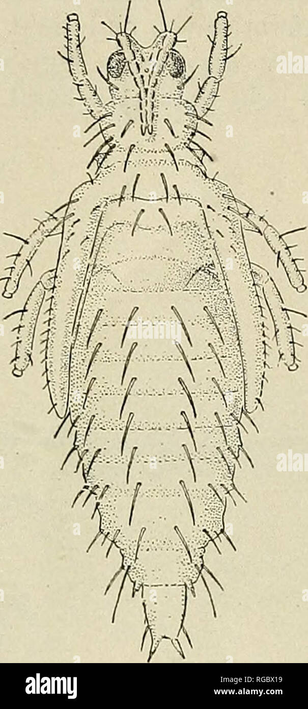 Thrips nymph hi-res stock photography and images - Alamy