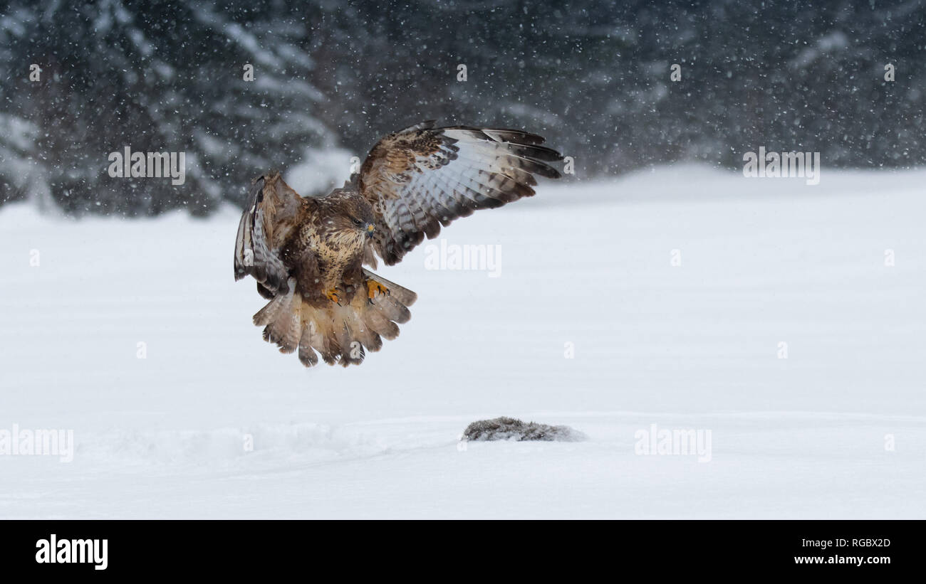 Buzzard feather hi-res stock photography and images - Alamy