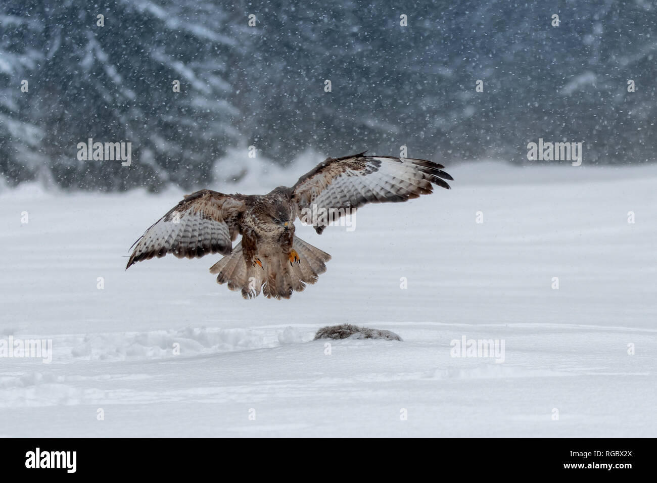 Buzzard feather hi-res stock photography and images - Alamy
