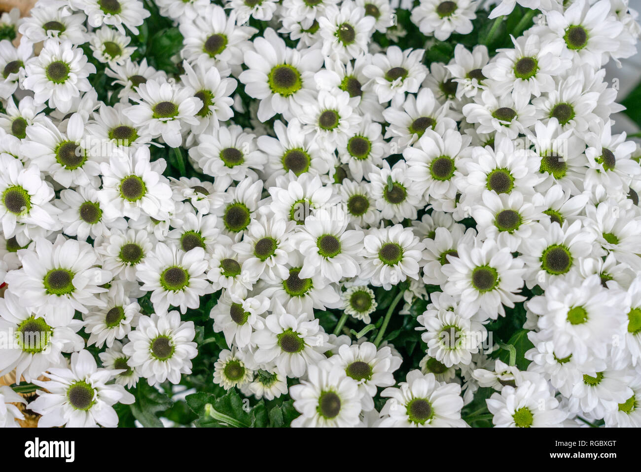 Flowers chrysanthemum Bush Santini Madiba white (Santini Madiba white ...