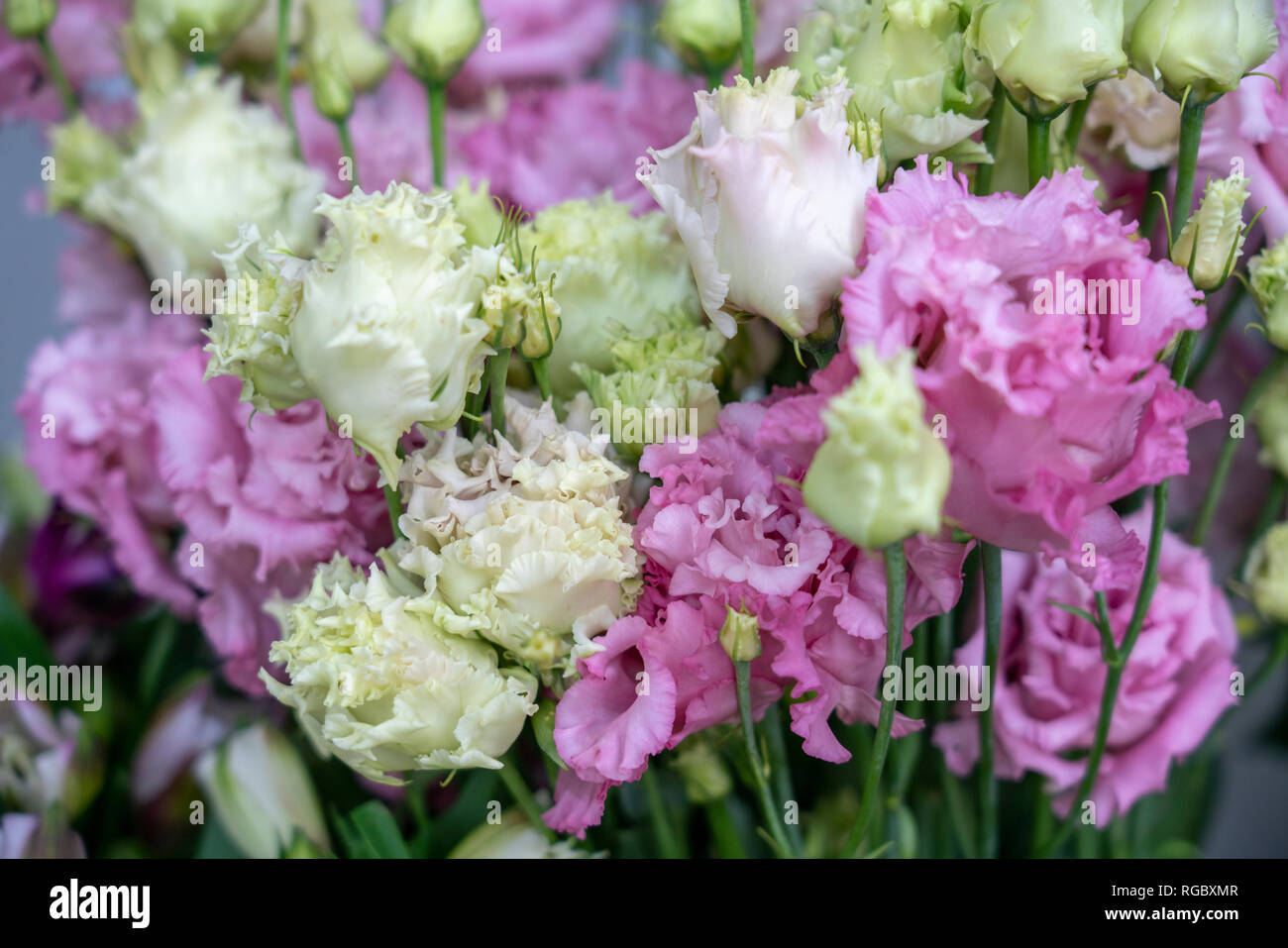 a lot of rose flowers delicate white and purple unusual shape, close-up ...