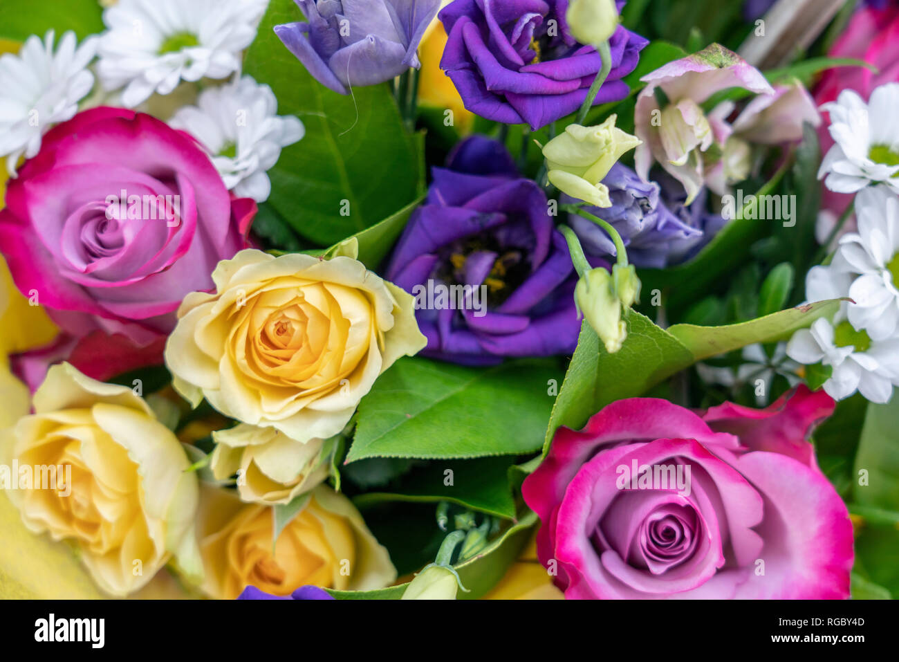 background of various flowers of different colors close-up Stock Photo ...