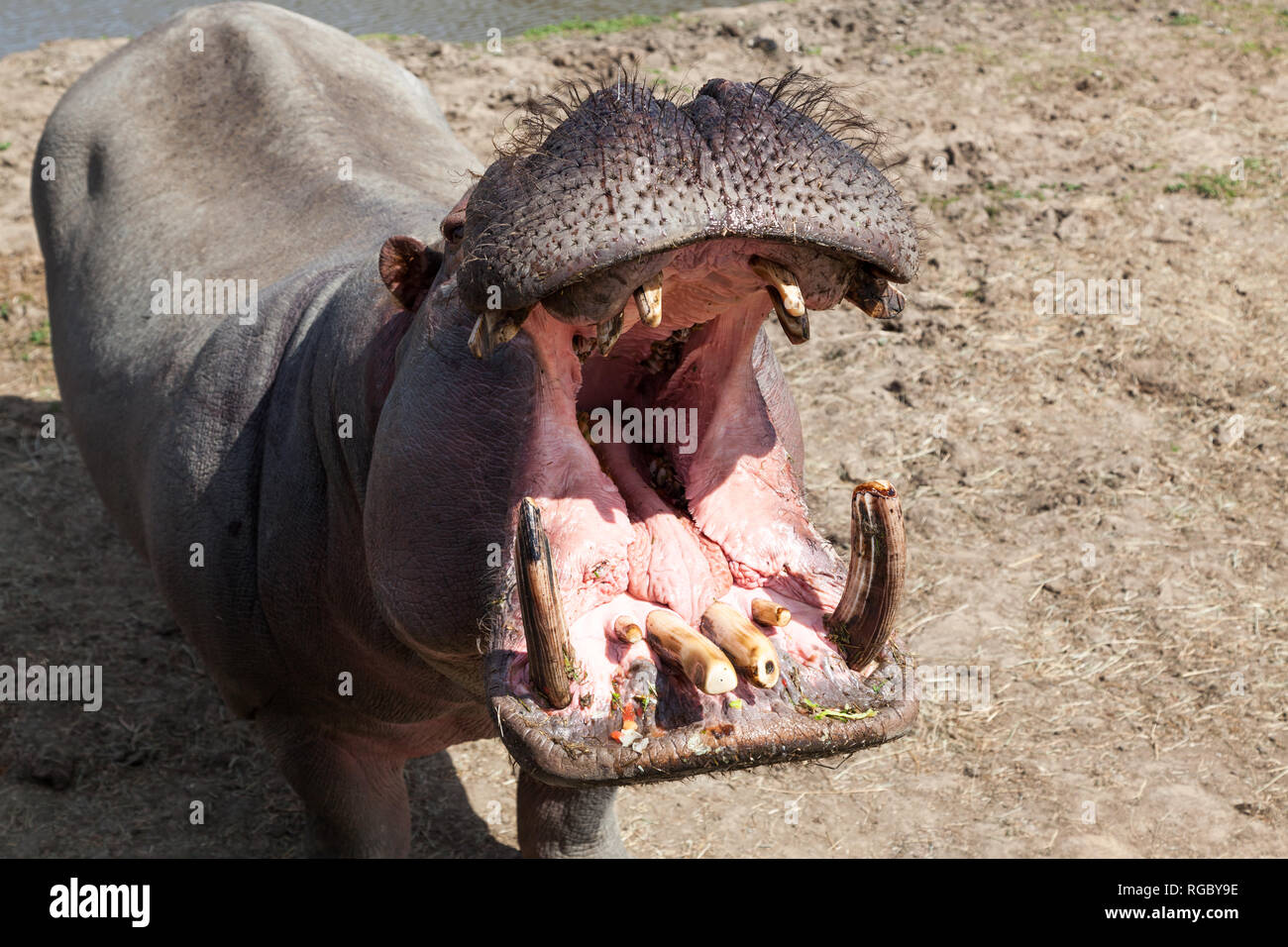 Hippo showing teeth hi-res stock photography and images - Alamy