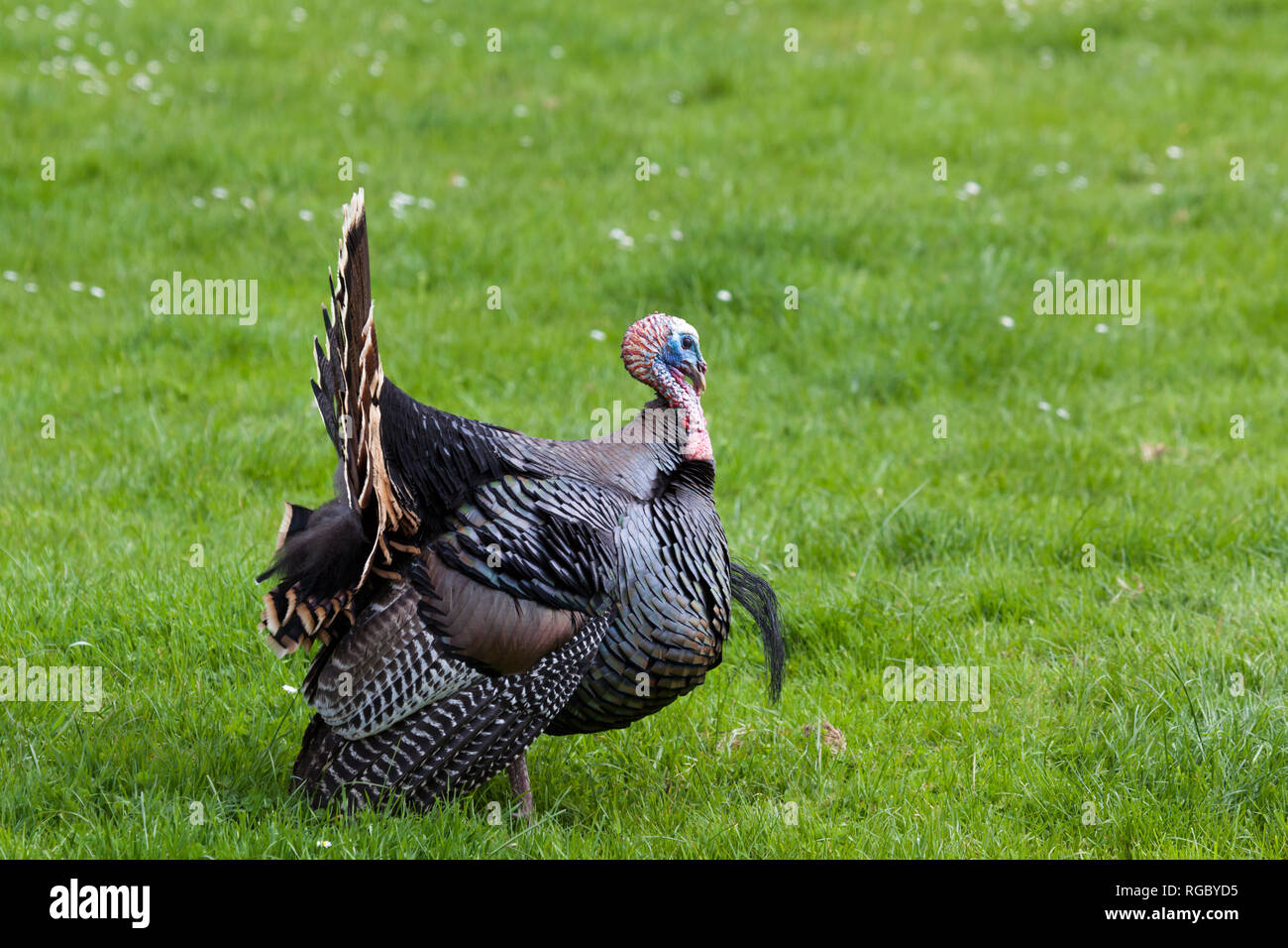 A large male turkey with its feathers spread out walks around on the ...