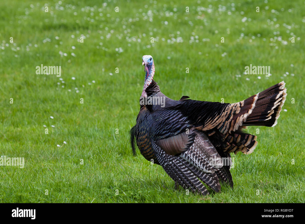 A male turkey fluffing its feathers as it walks on bright green spring ...