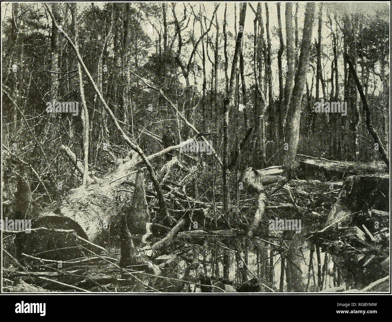 Logged cypress trees hi-res stock photography and images - Alamy