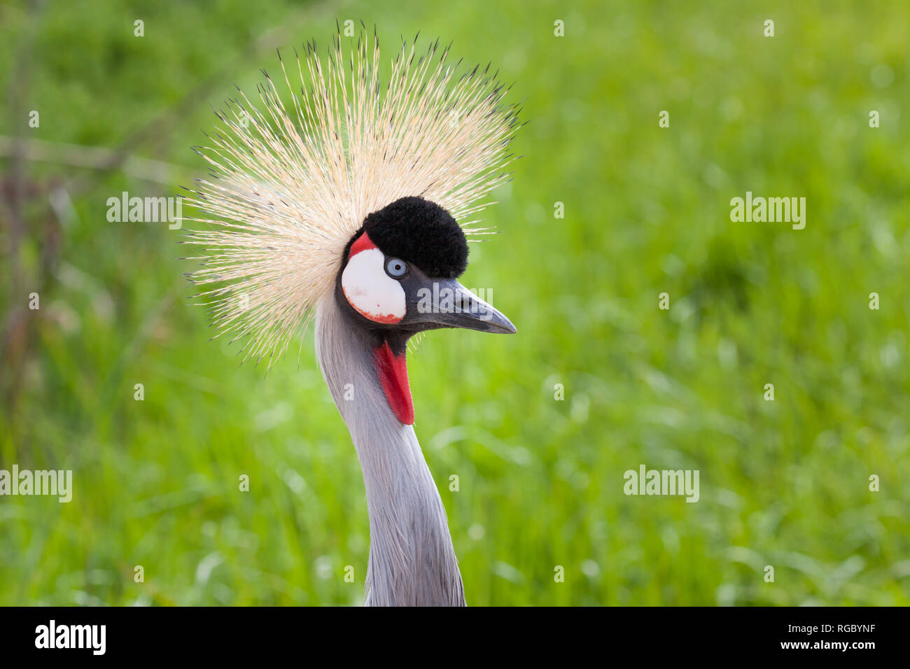 The face of a grey crowned crane up close showing incredible details of ...
