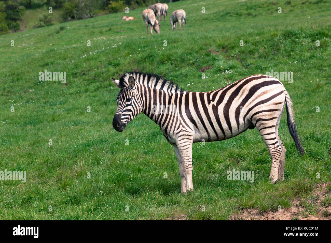 A zebra standing on a hill in spring grass with more grazing zebras in ...