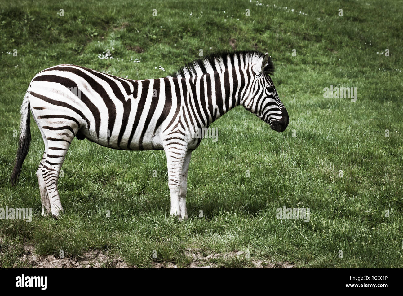 Oregon zoo hi-res stock photography and images - Alamy