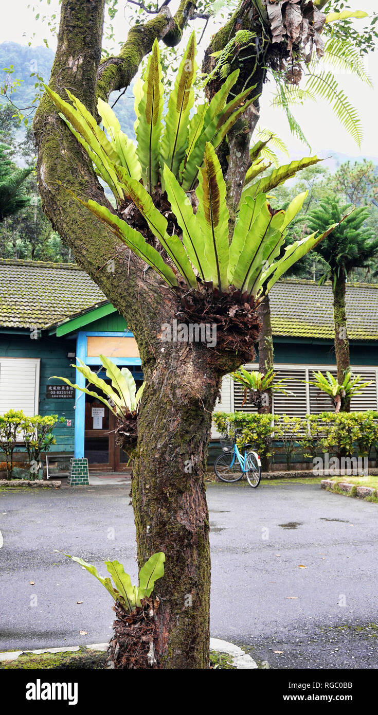 Tree fern taiwan hi-res stock photography and images - Alamy