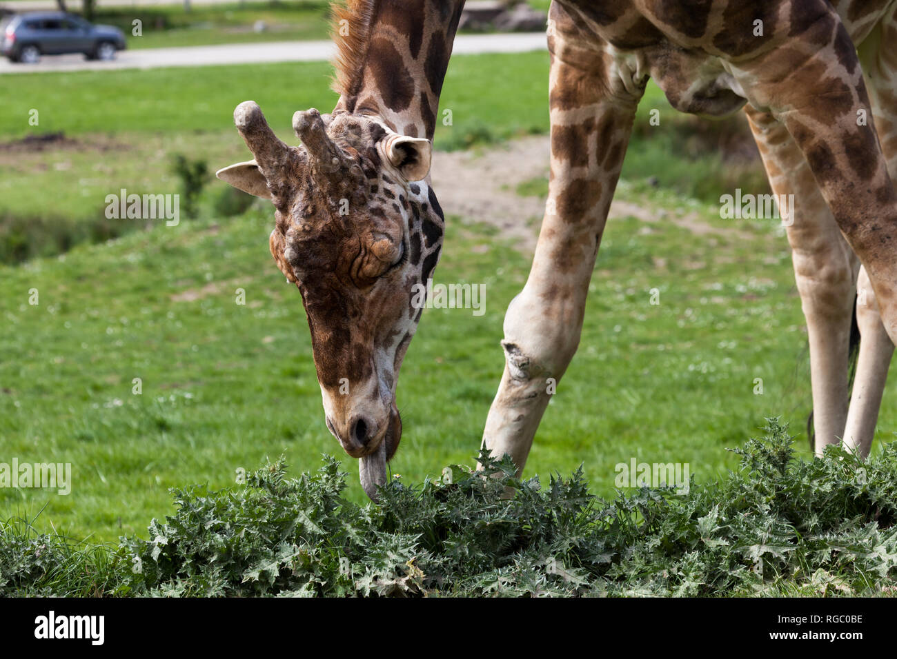 Giraffe bending to eat hi-res stock photography and images - Alamy