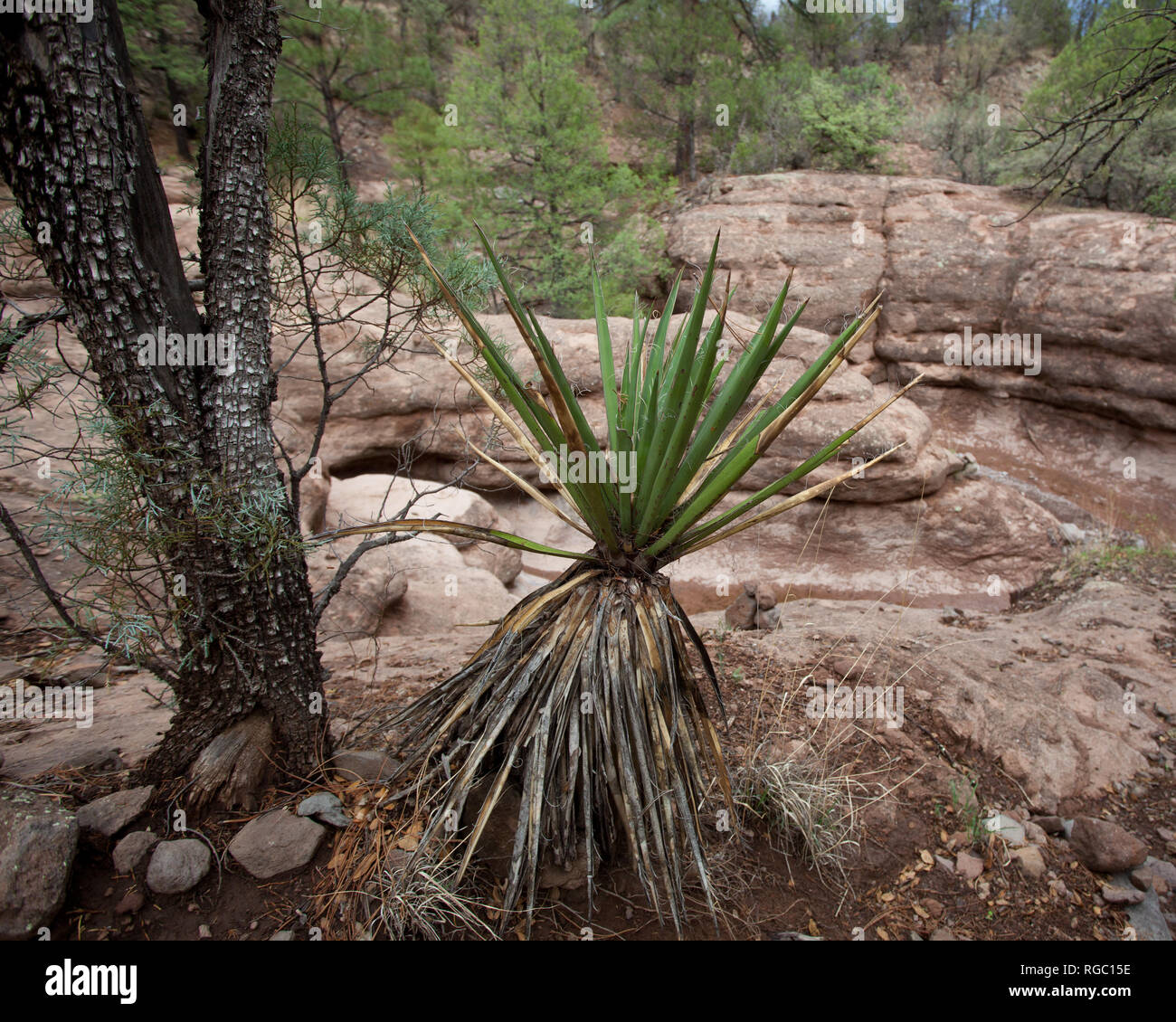 Gila National Forest, Grant County, New Mexico, USA Stock Photo - Alamy