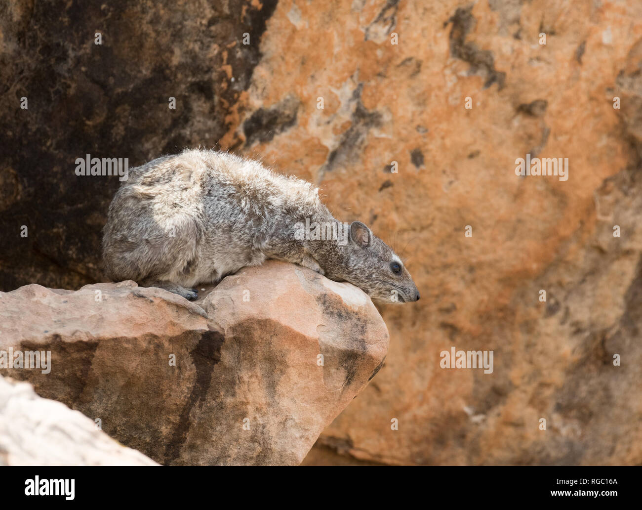 Hyracoidea hi-res stock photography and images - Alamy