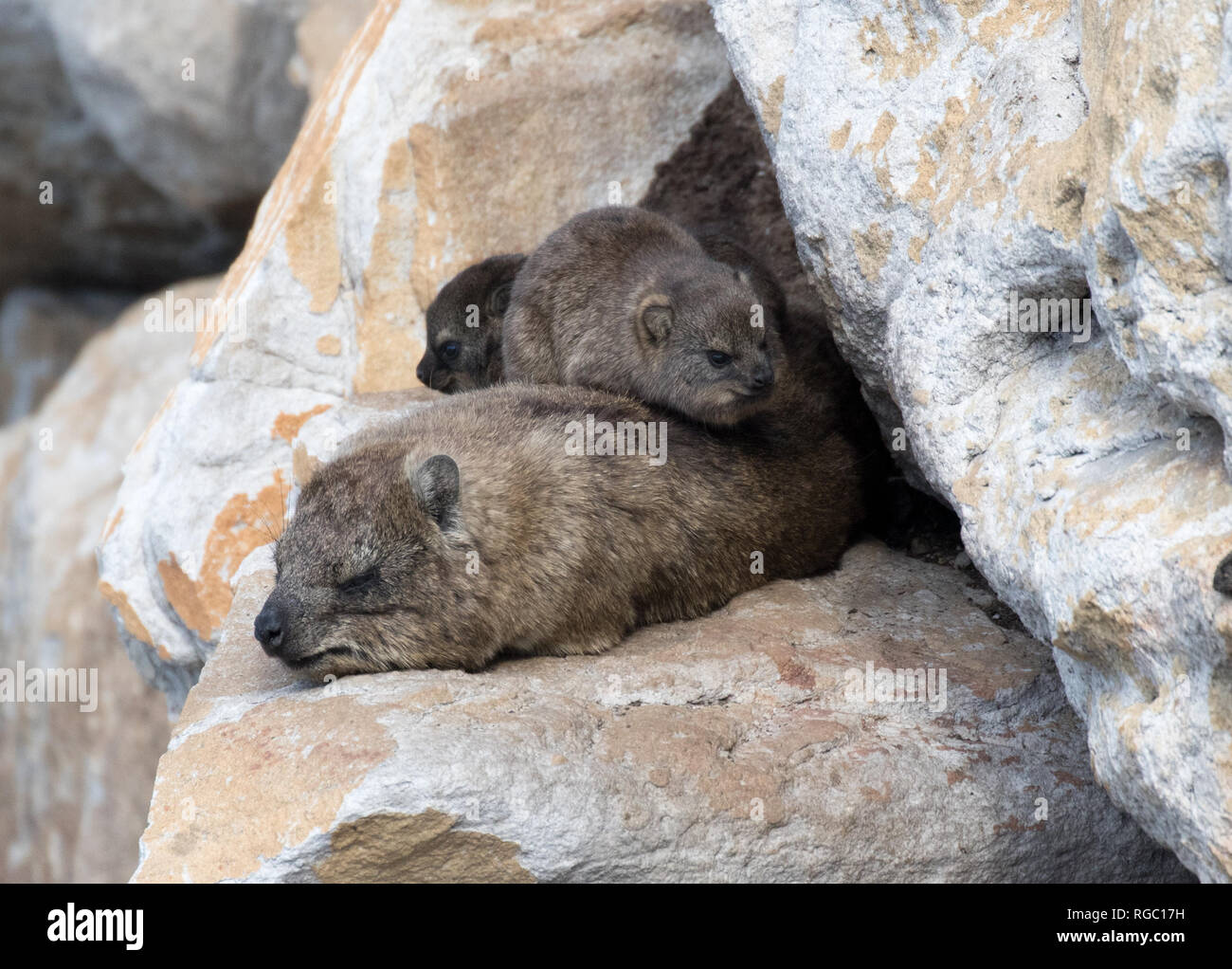 Hyracoidea hi-res stock photography and images - Alamy