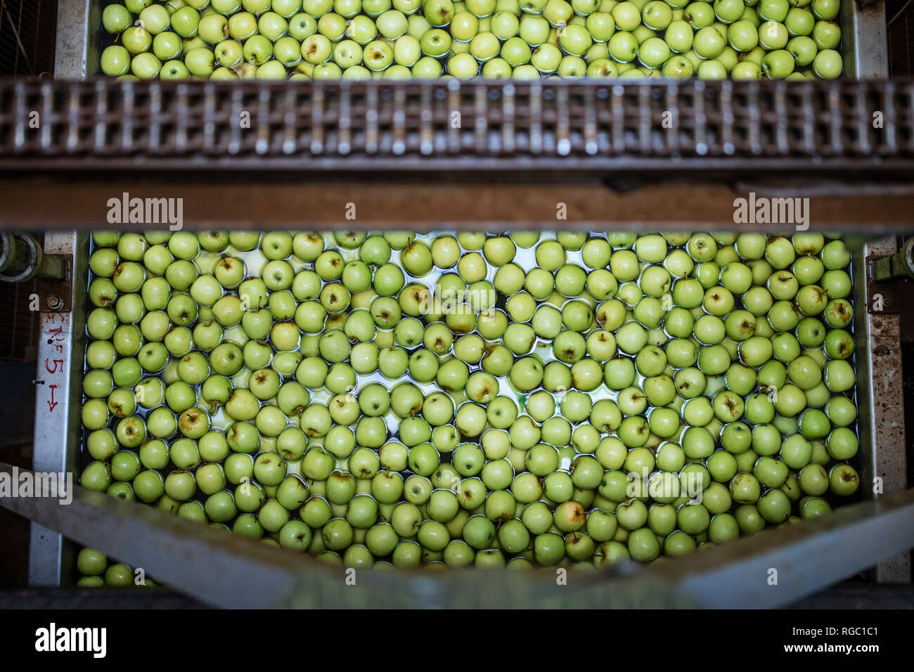 Green apples in factory being washed Stock Photo - Alamy