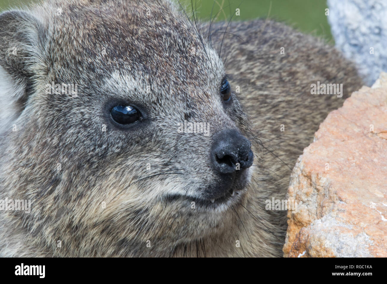 Hyracoidea hi-res stock photography and images - Alamy