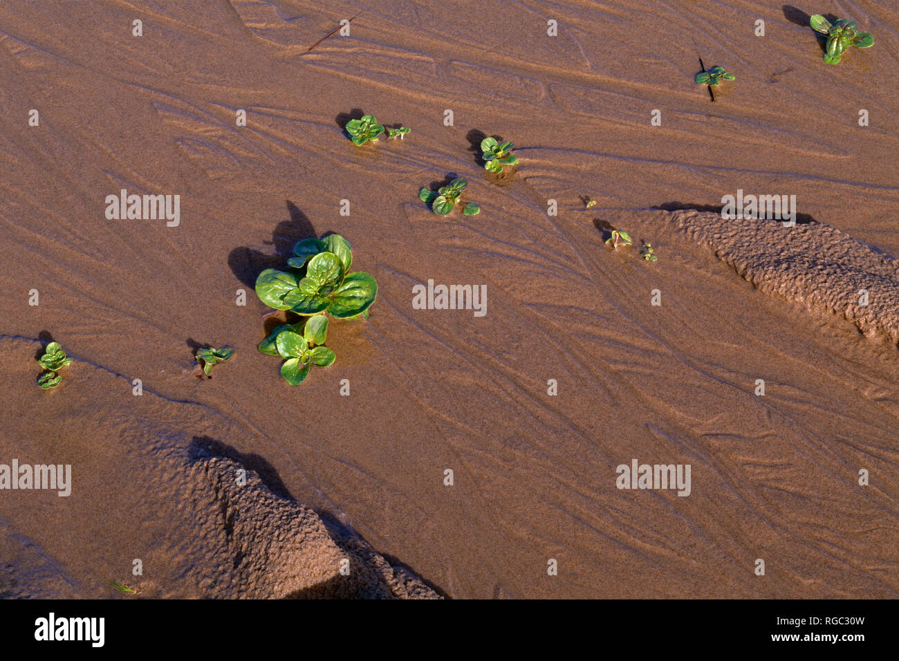 USA, Oregon, Oregon Dunes National Recreation Area, Spring plants ...