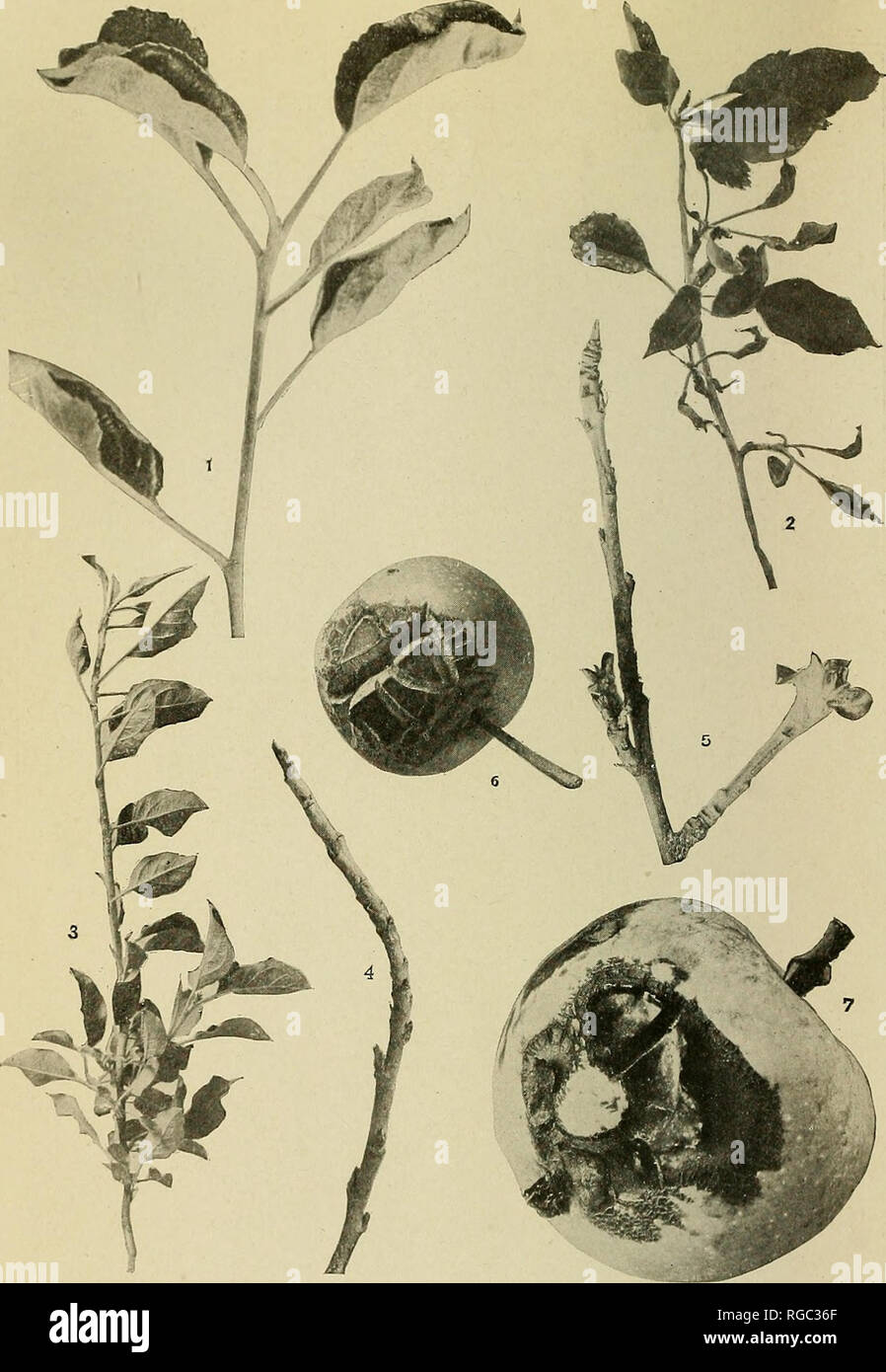 Red spur apple tree hi-res stock photography and images - Alamy