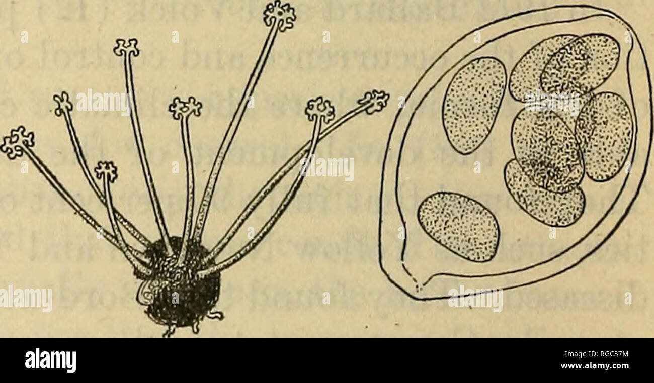 Podosphaera hi-res stock photography and images - Alamy