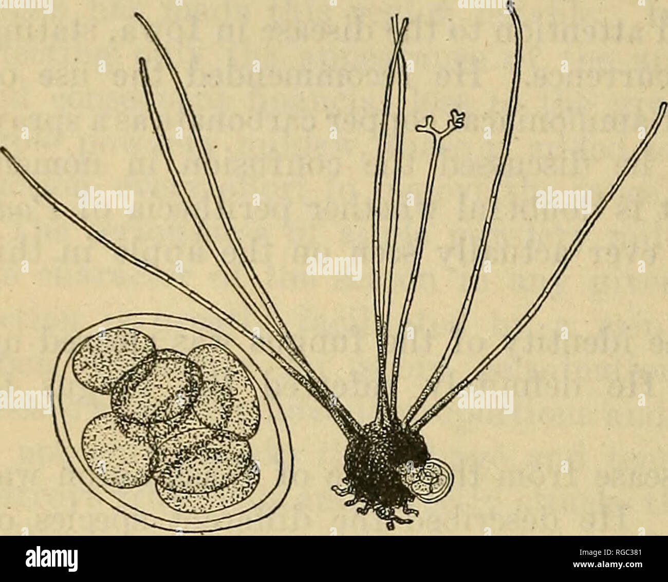 Podosphaera hi-res stock photography and images - Alamy