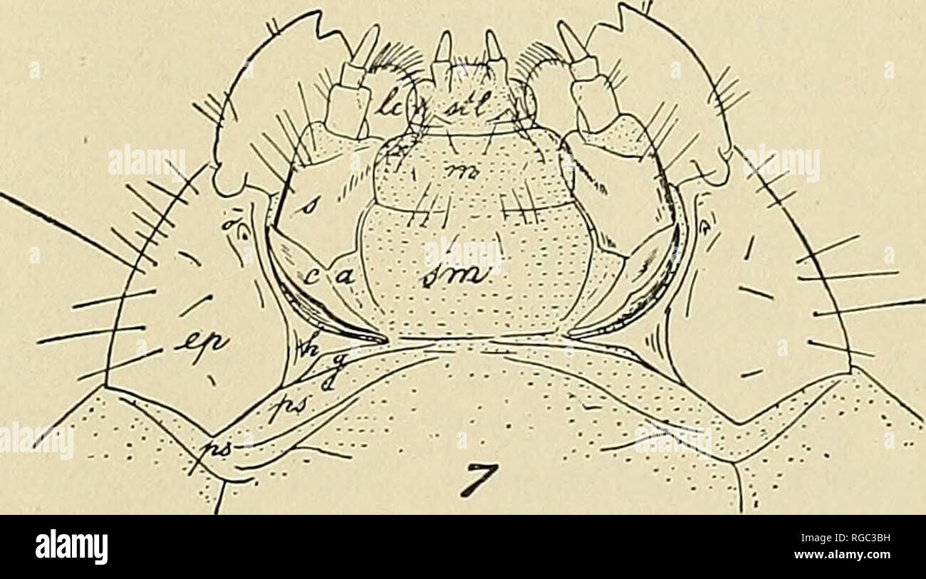 Lasioderma serricorne hi-res stock photography and images - Alamy