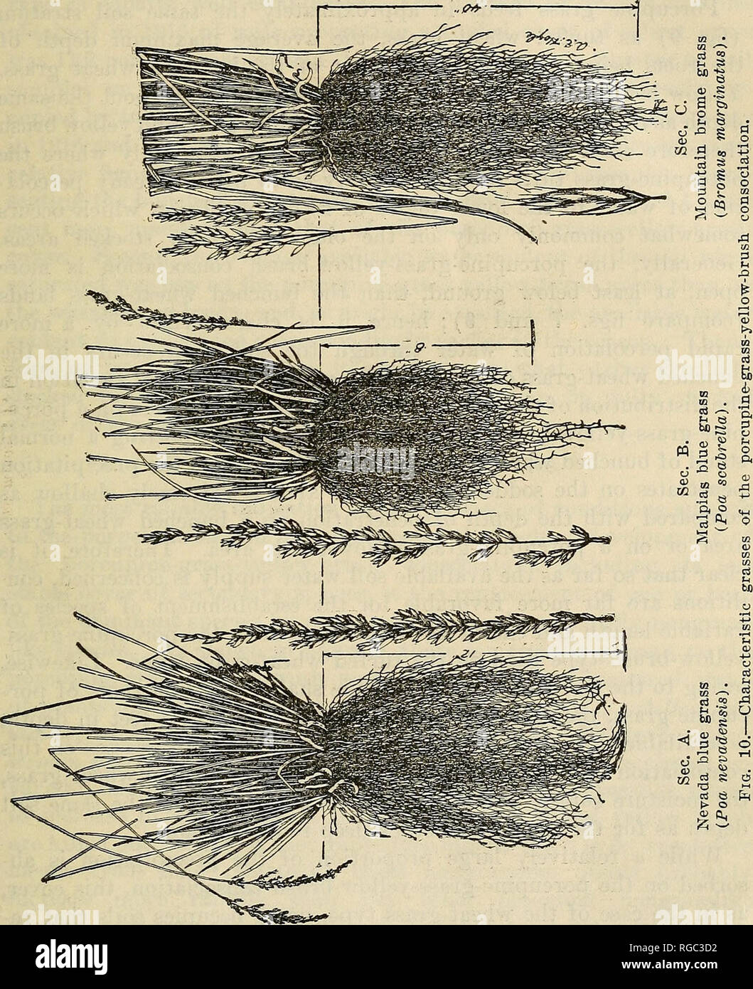 Sage brush roots hi-res stock photography and images - Alamy