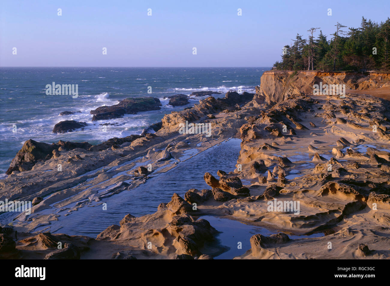 USA; Oregon; Shore Acres State Park; Evening light on eroded sandstone ...