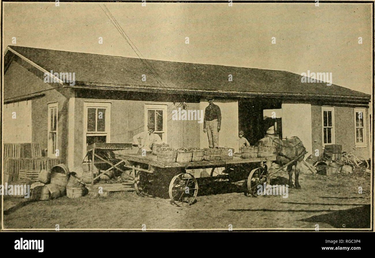Fruit picking sorting packing hi-res stock photography and images - Alamy