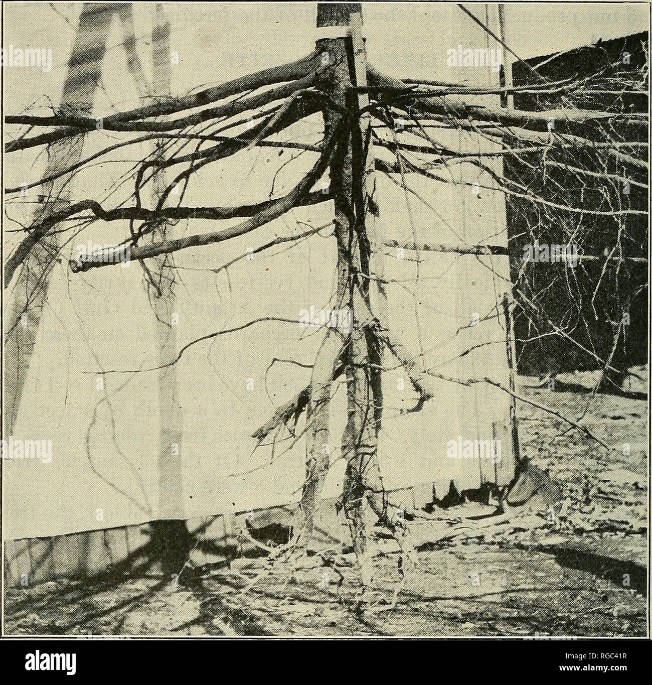 Taproot tree hi-res stock photography and images - Alamy