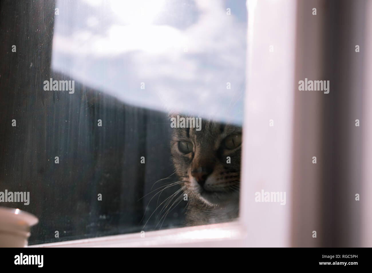 Cat behind a window looking outside Stock Photo - Alamy