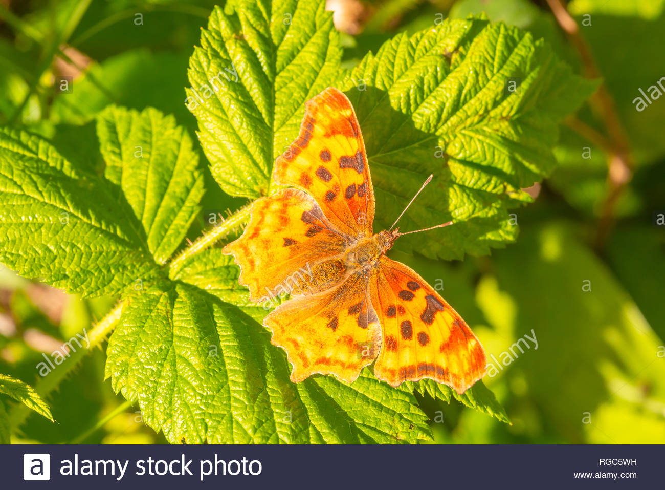 Satyrus High Resolution Stock Photography and Images - Alamy
