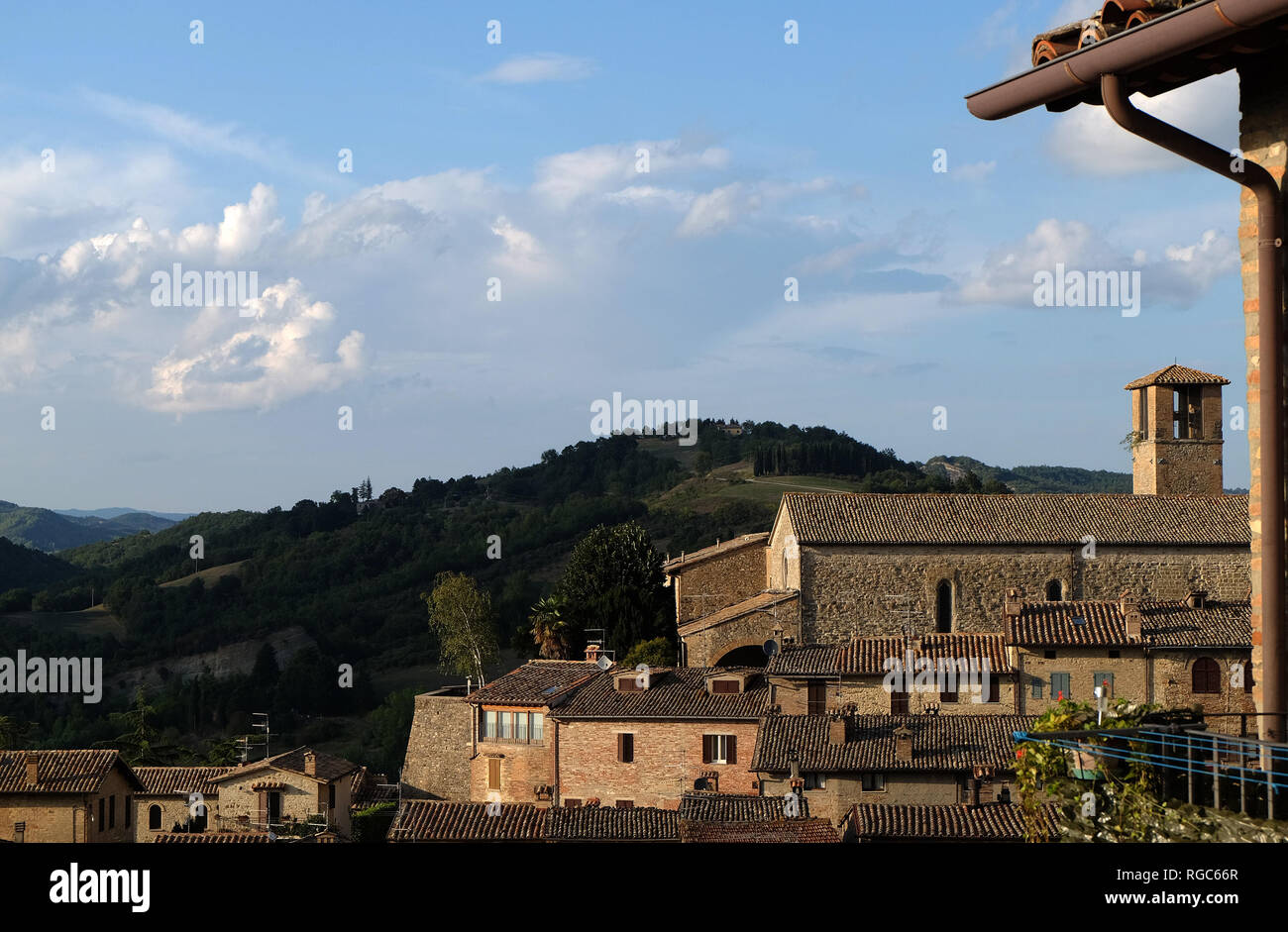 Montone hi-res stock photography and images - Alamy