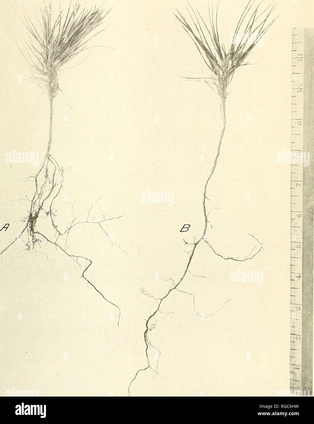 Pinus ponderosa seedling hi-res stock photography and images - Alamy
