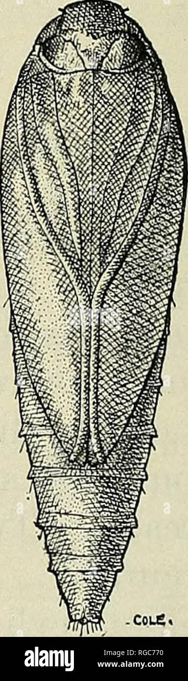 Cervical plate hi-res stock photography and images - Alamy