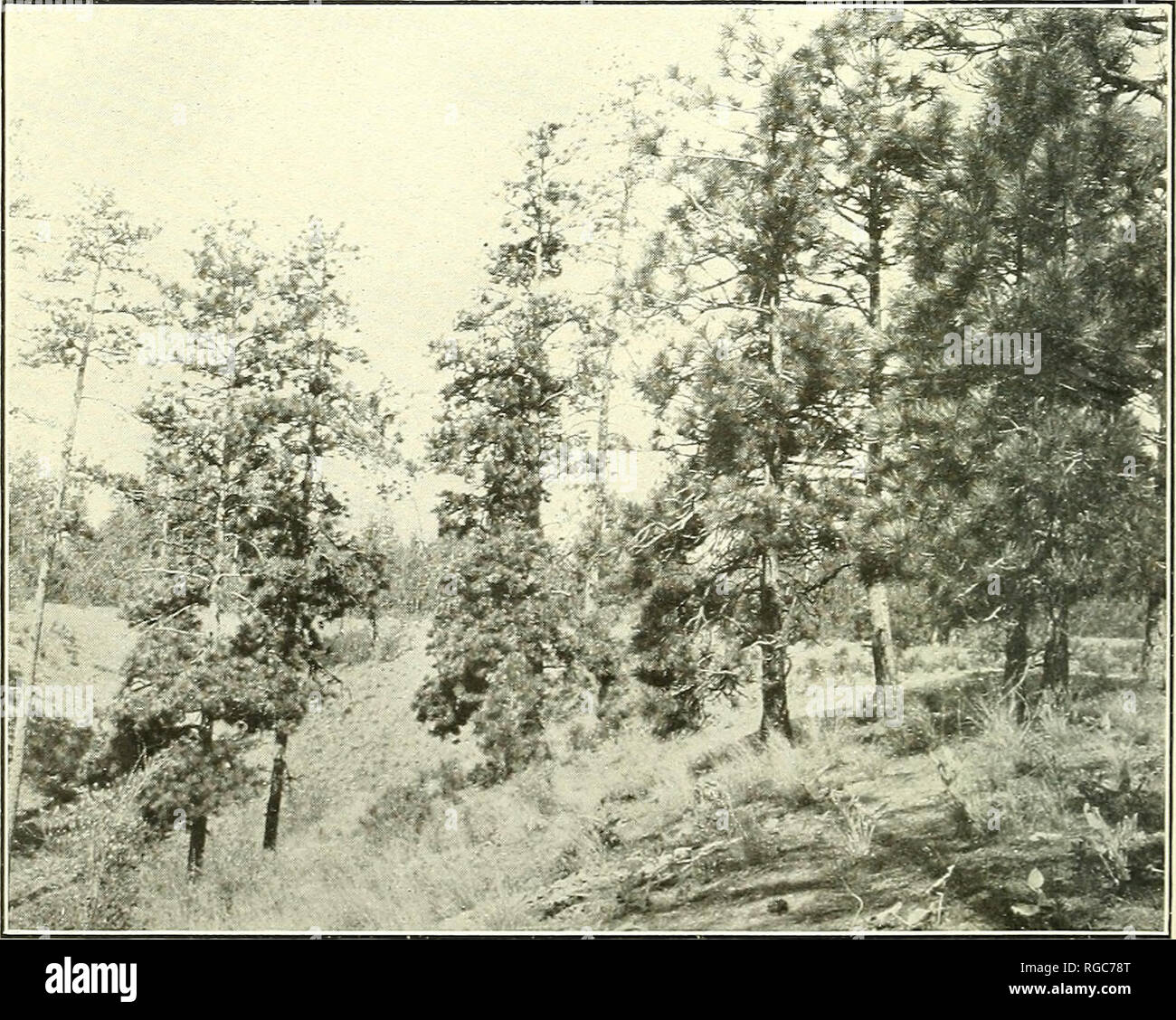 Infected fig tree hi-res stock photography and images - Alamy
