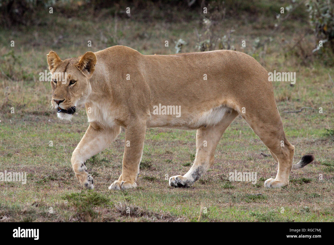 Lion (Panthera leo Stock Photo - Alamy