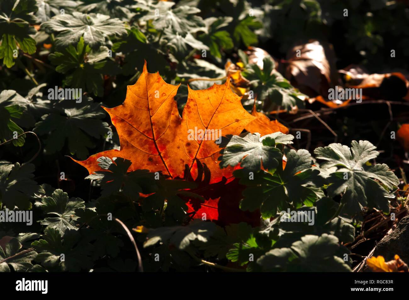 Autumn maple leaf Stock Photo - Alamy