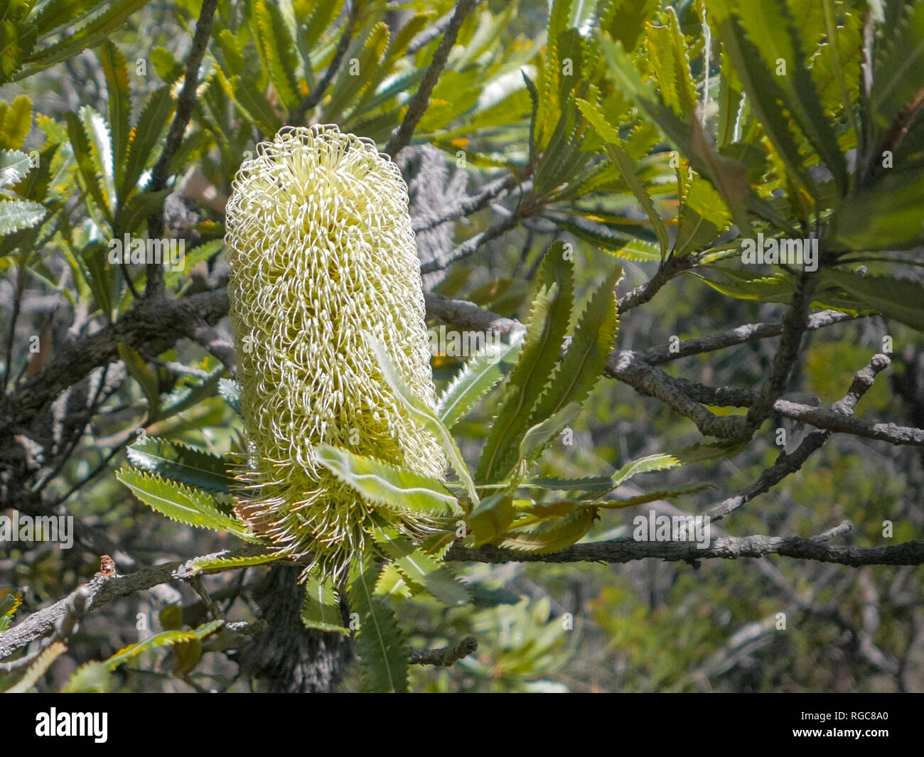 Banksia integrifolia hi-res stock photography and images - Alamy