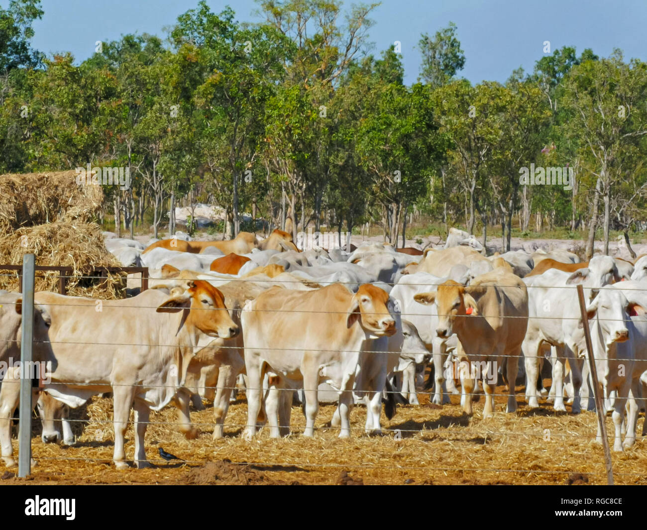 Australian beef cattle hi-res stock photography and images - Alamy