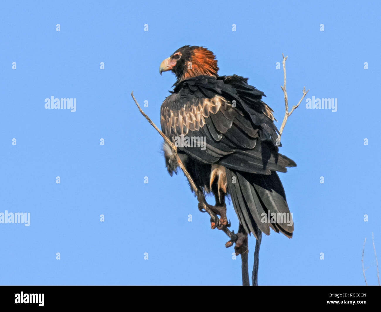 Black breasted buzzard kite hi-res stock photography and images - Alamy