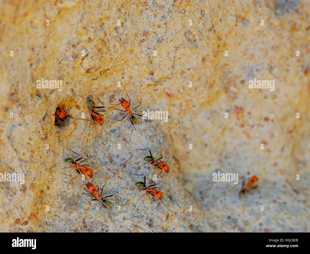 Red termite nest hi-res stock photography and images - Alamy
